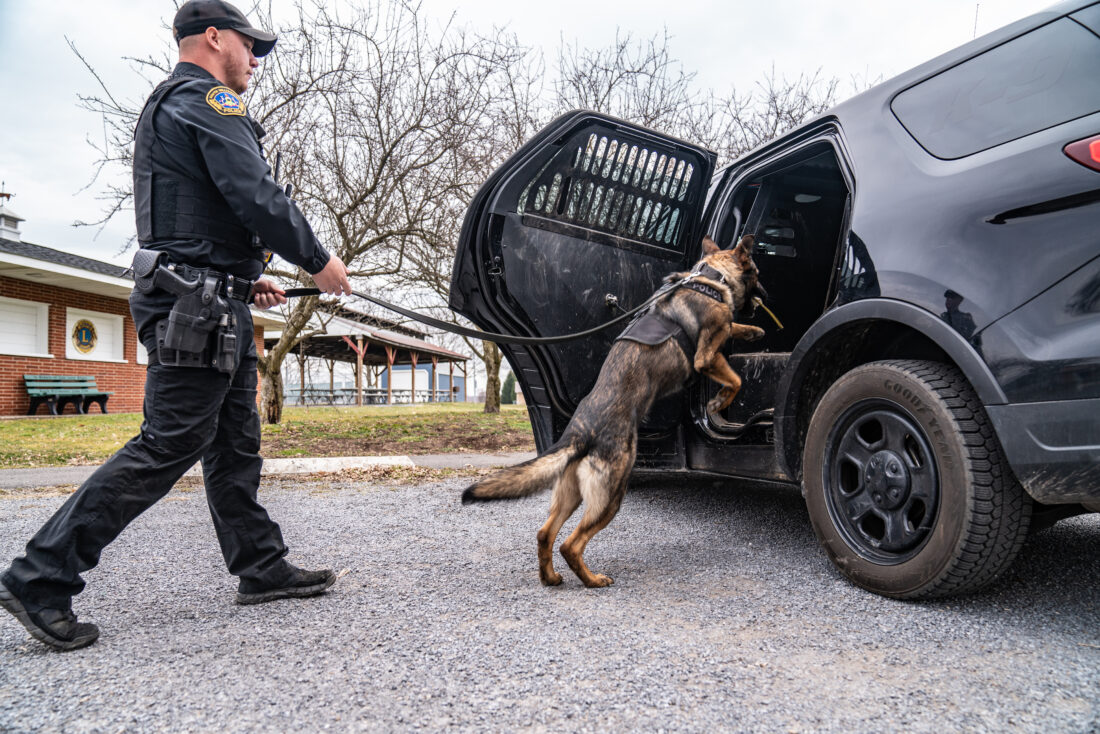 Meet Enzo: South Williamsport police K-9 ready to work | News, Sports ...